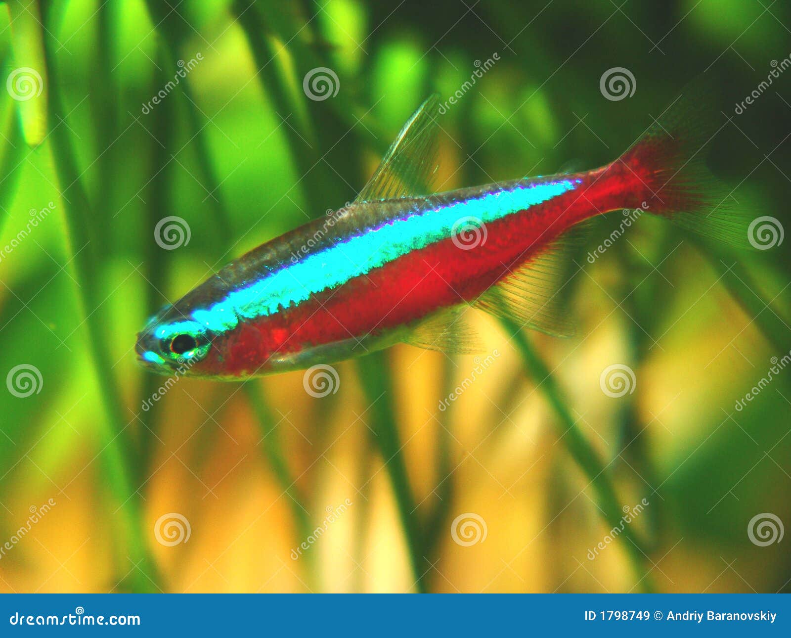 Axelrodi van Paracheirodon stock afbeelding. Image of blauw - 1798749