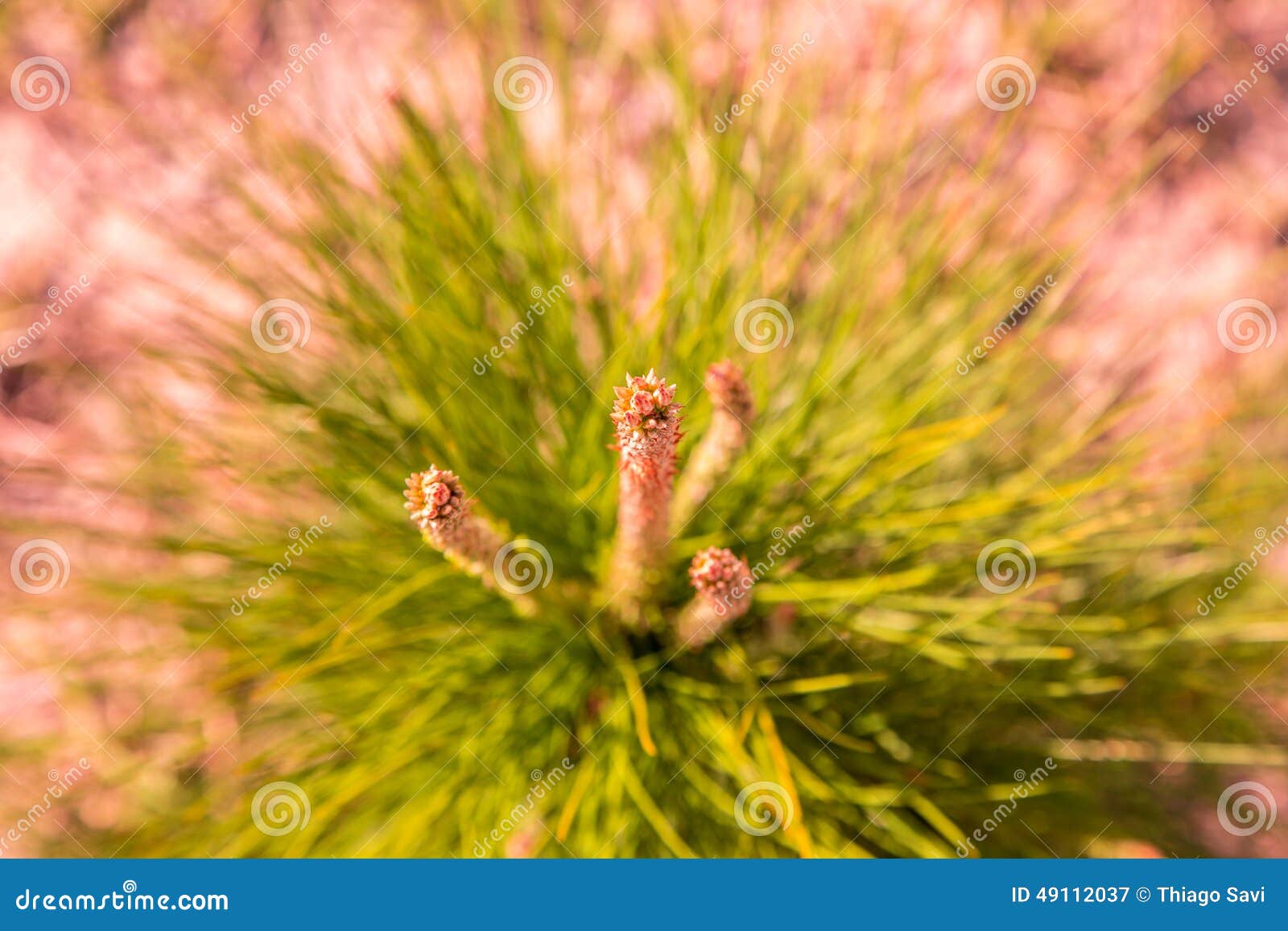 Axial Flower Stock Photos - Free & Royalty-Free Stock Photos from ...
