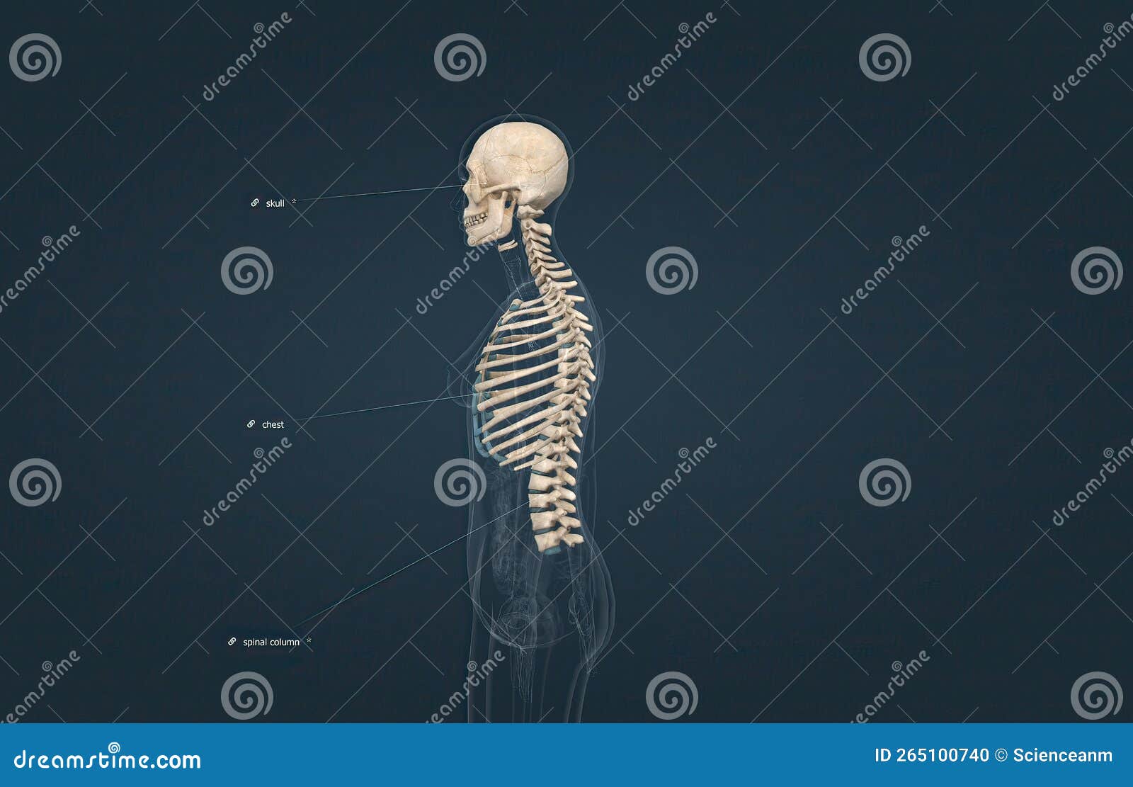 The Axial is the Part of the Skeleton that Consists of the Bones of the ...