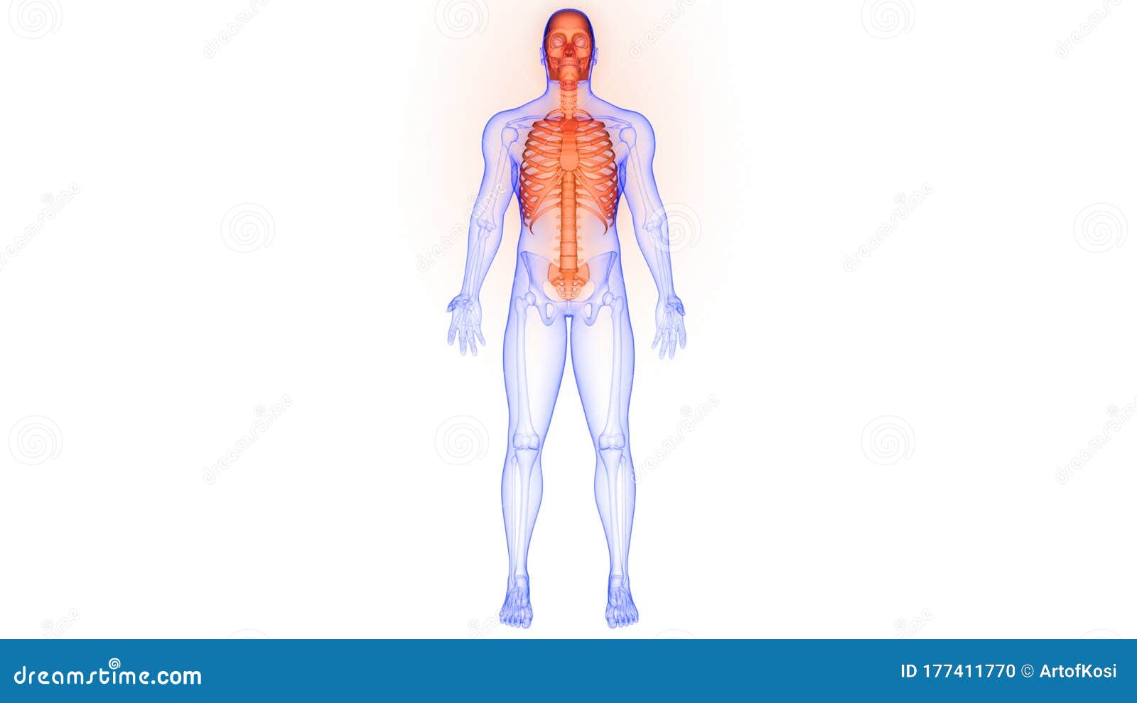 Axial Skeleton Of Human Skeleton System Anatomy 3d Rendering Anterior ...