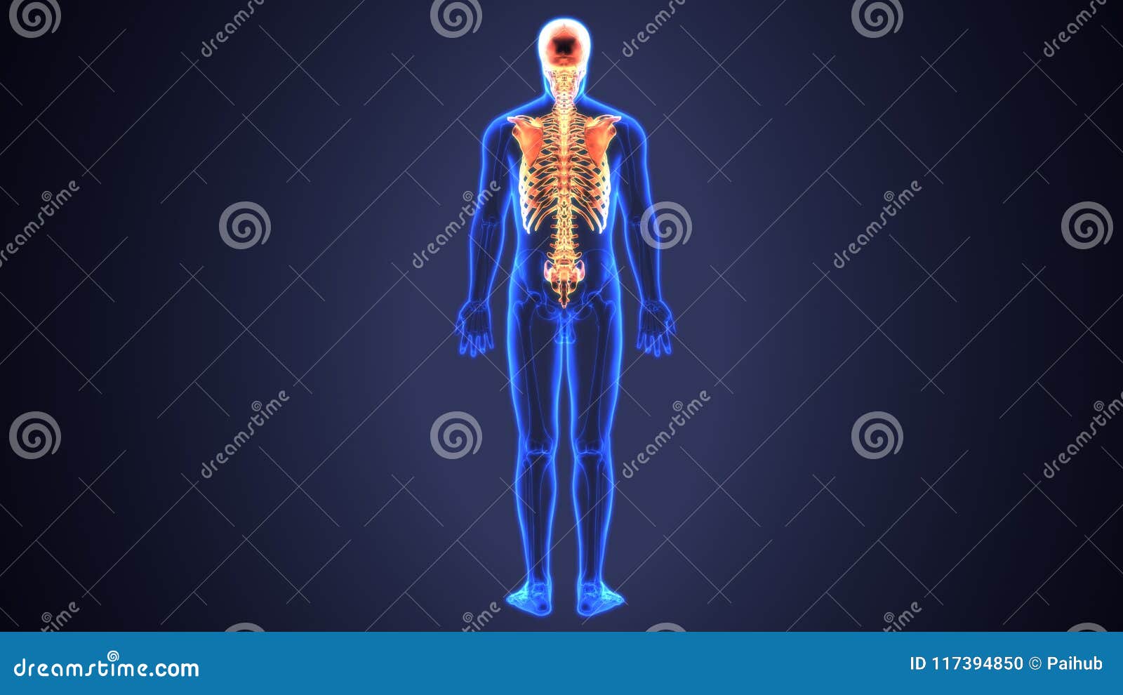 Axial Skeleton Of Human Skeleton System Anatomy 3d Rendering Anterior ...