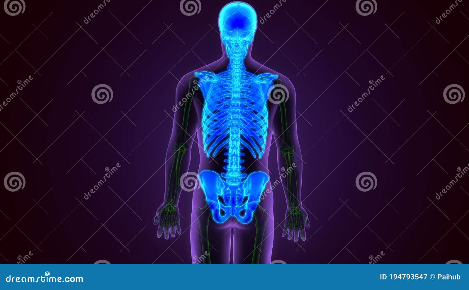 Human Skeleton System Axial Skeletal Anatomy 3D Illustration Stock ...