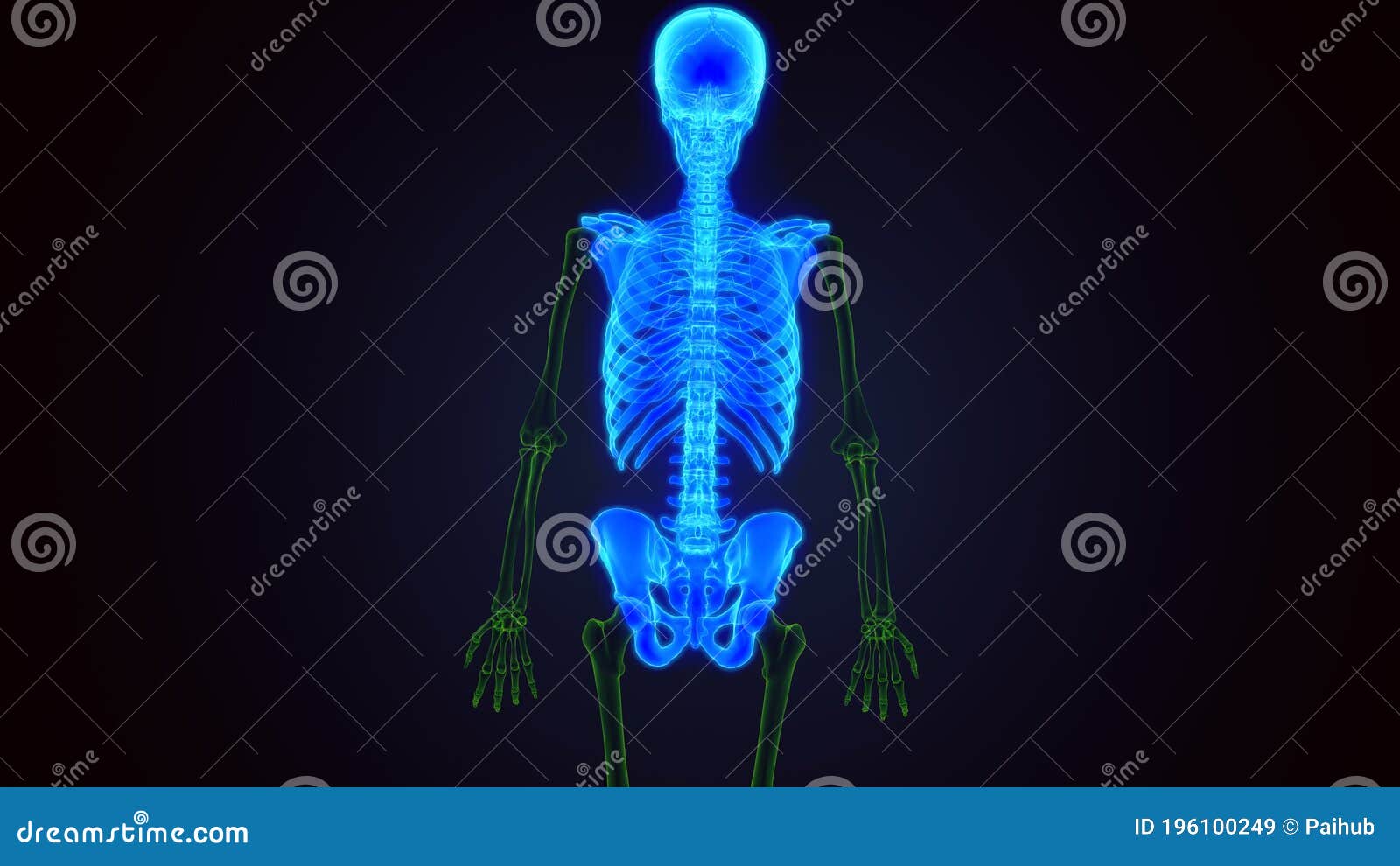 3d Render of Human Axial Skeletal Anatomy Stock Illustration ...