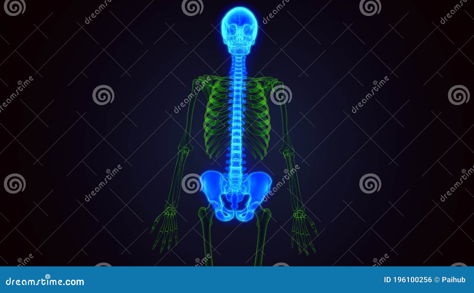 Axial Skeleton Parts With Human Skeleton Skull And Ribs Outline Diagram ...