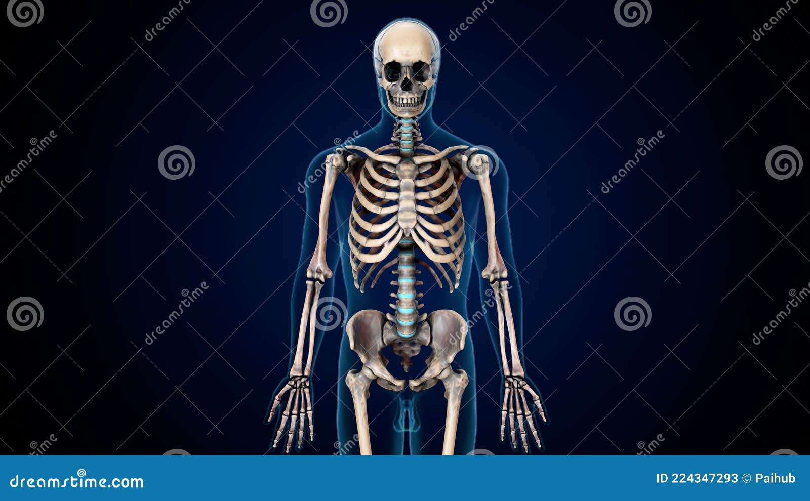 3d Illustration of Human Skeleton Axial Bone Anatomy. Stock ...