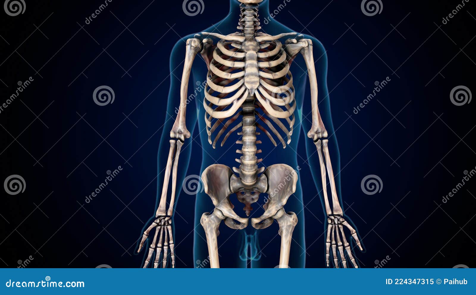 3d Illustration of Human Skeleton Axial Bone Anatomy. Stock ...