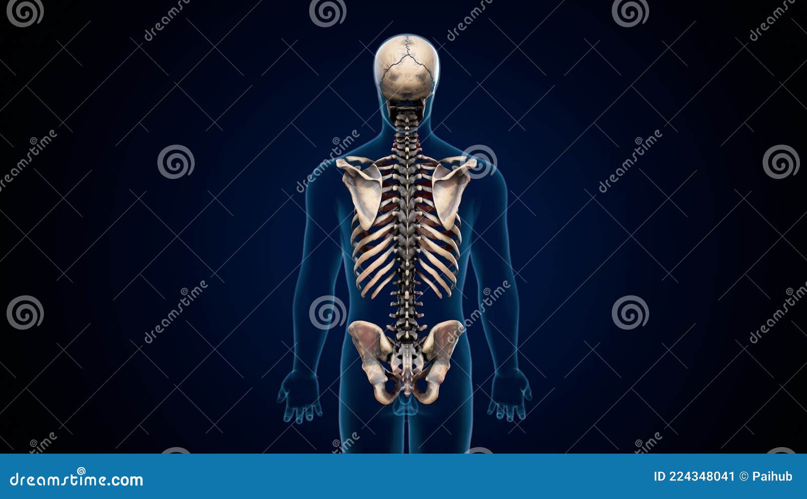 3d Illustration of Human Axial Skeleton Anatomy. Stock Illustration ...