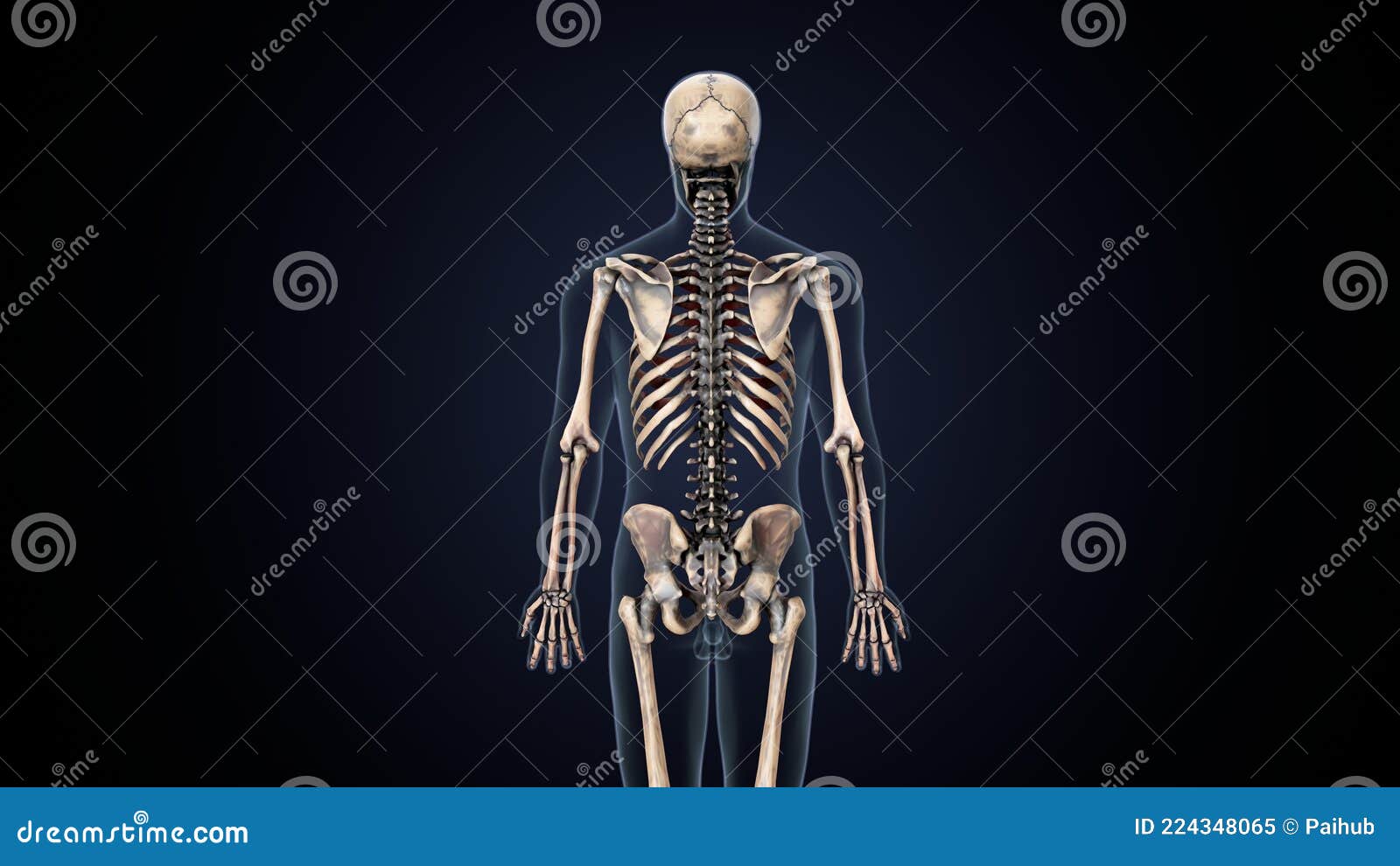 3d Illustration of Human Axial Skeleton Anatomy. Stock Illustration ...