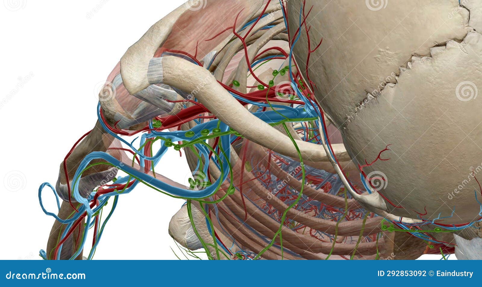 Axillary Lymph Nodes Cartoon Vector | CartoonDealer.com #14063213