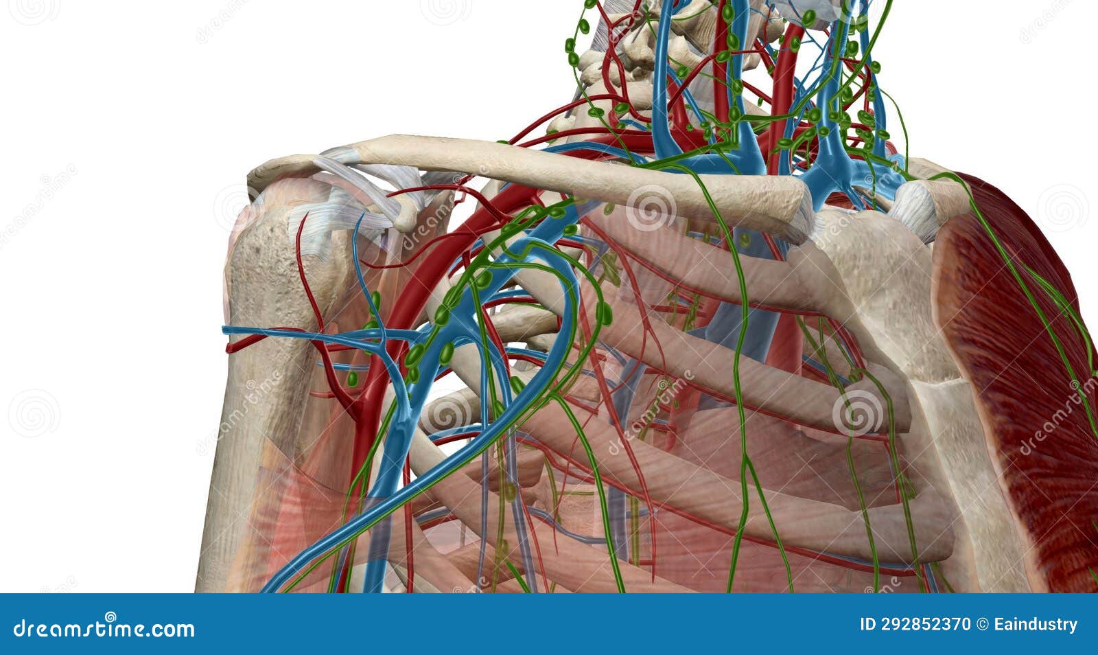 The Axillary Lymph Nodes are a Collection of 5 Groups of Lymph N Stock ...
