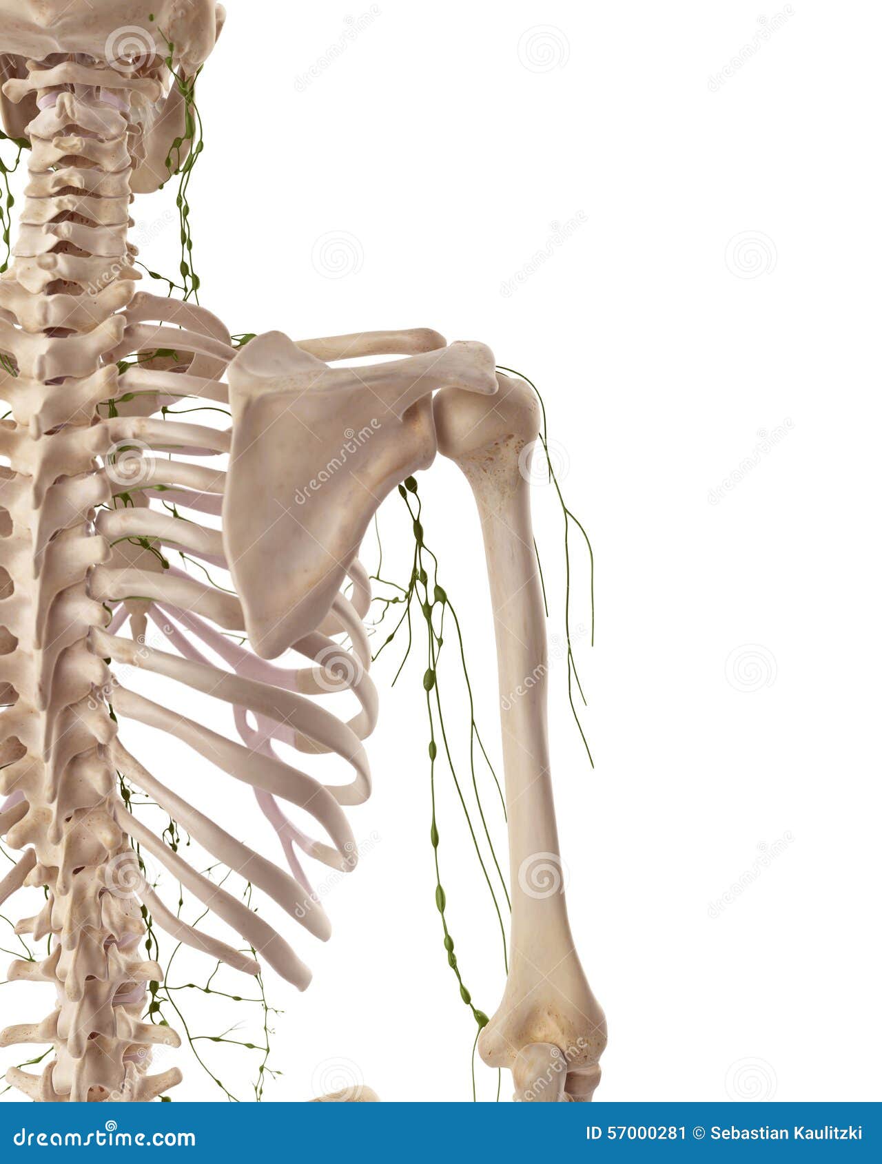 The axillary lymph nodes stock illustration. Illustration of biology ...