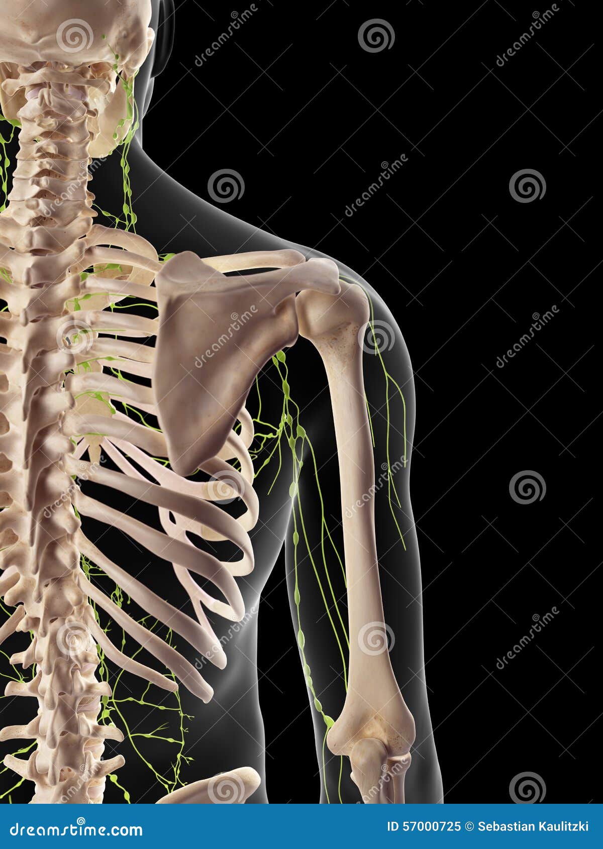 The Axillary Lymph Nodes Royalty-Free Cartoon | CartoonDealer.com #57000725