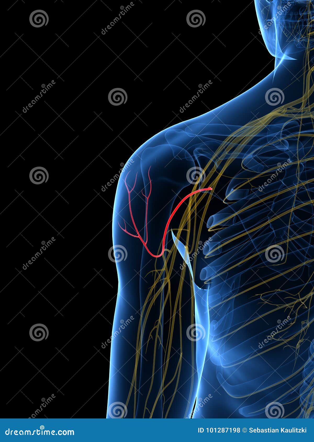 Axillary Stock Illustrations – 244 Axillary Stock Illustrations ...