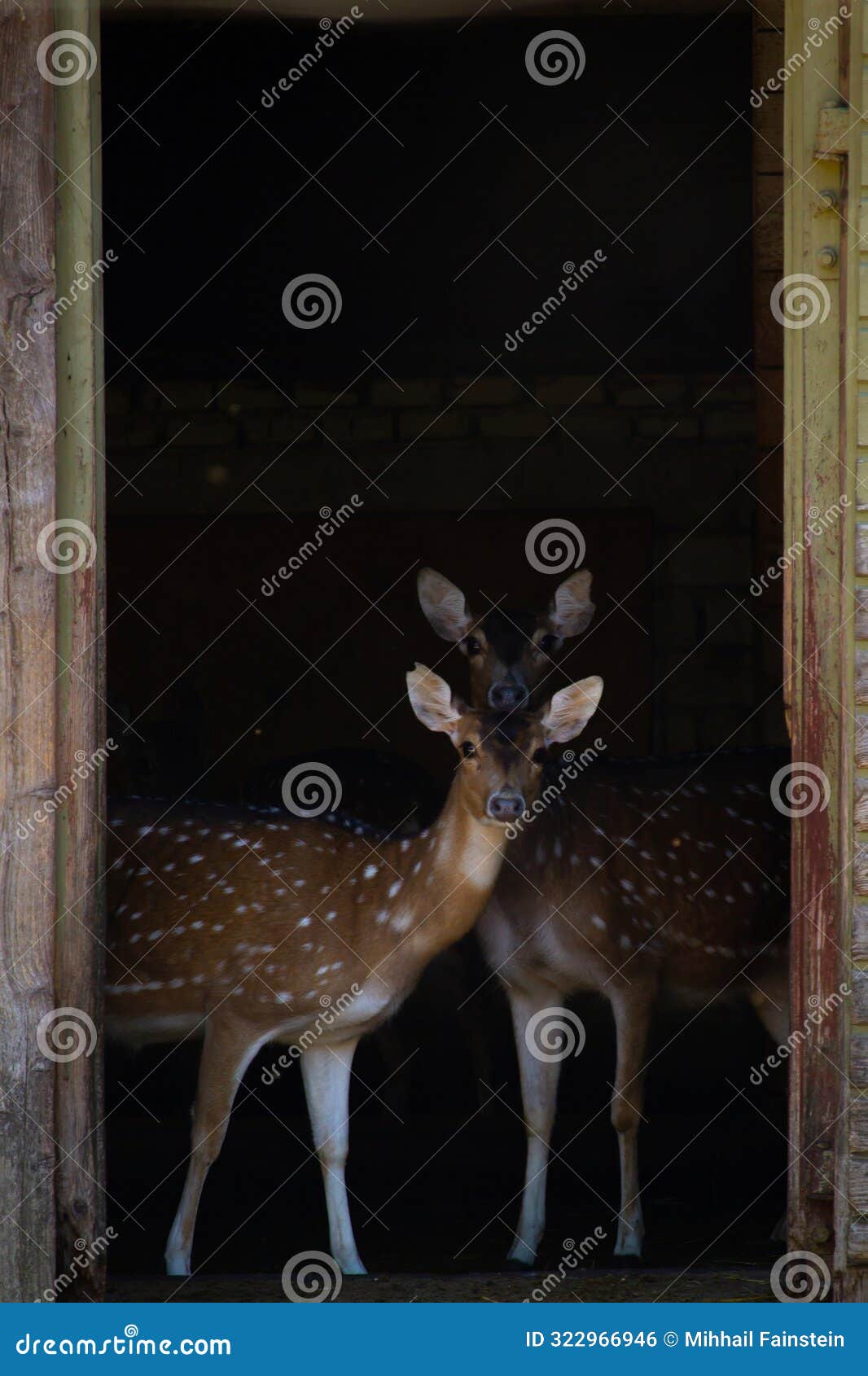 (Axis Axis) Also Known As Spotted Deer or Axis Deer Stock Photo - Image ...