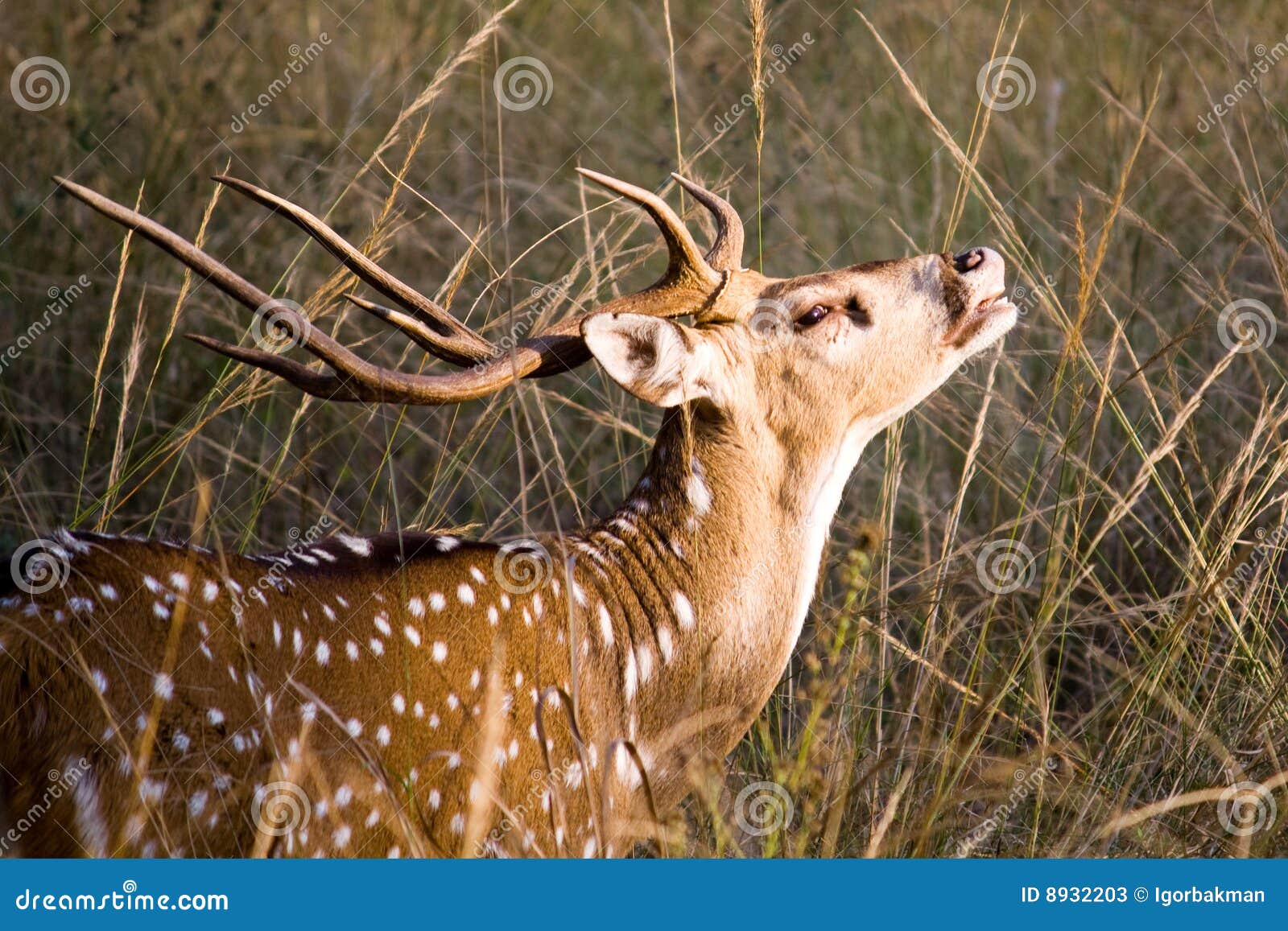 Axis Axis (Spotted Deer) stock image. Image of chital - 8932203