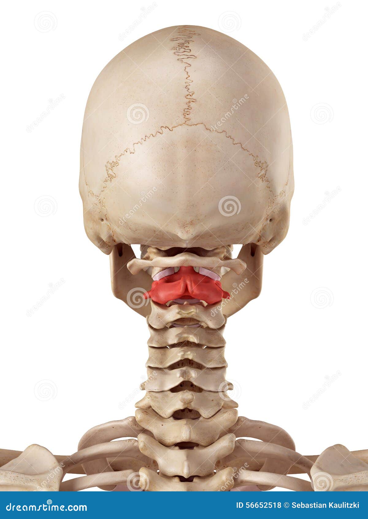 The axis bone stock illustration. Illustration of axis - 56652518