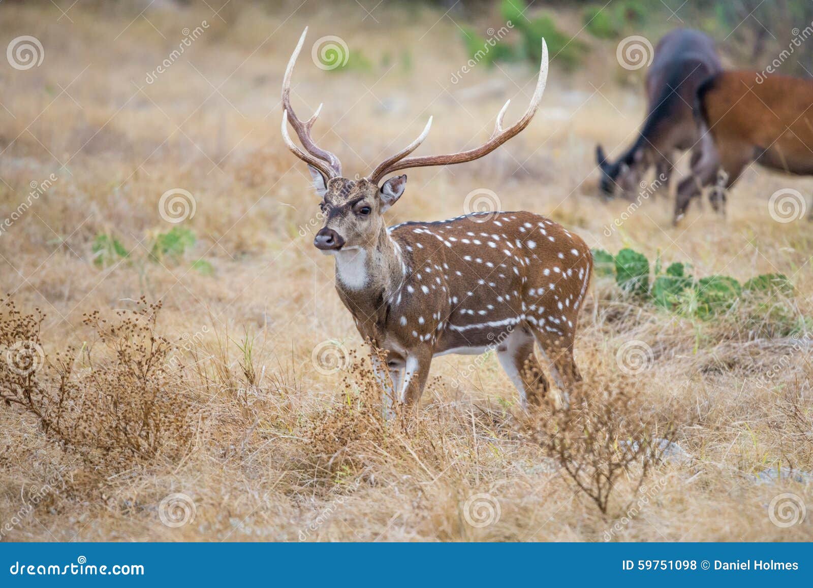 Axis Buck stock photo. Image of indian, south, chital - 59751098