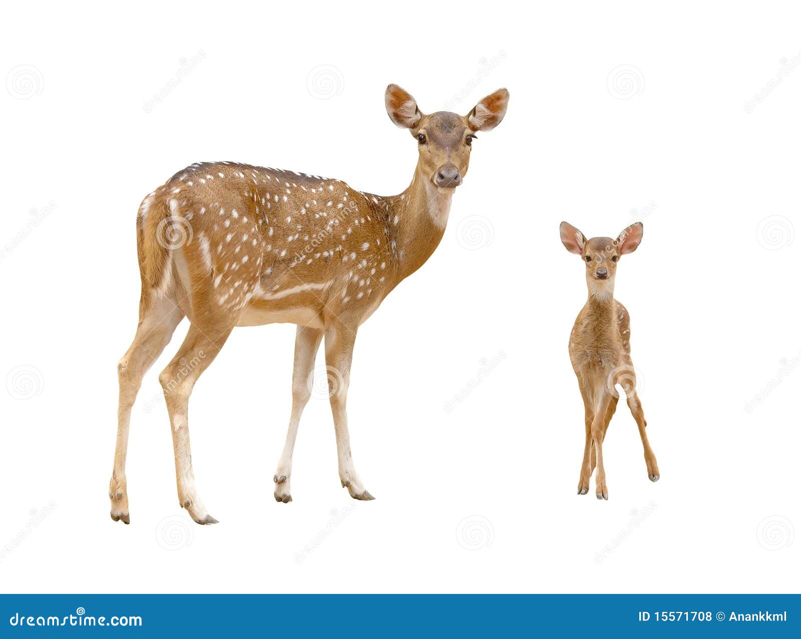 Axis Deer Stock Photography | CartoonDealer.com #82521878