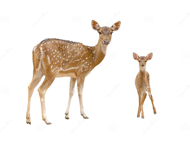 Axis deer stock photo. Image of spotted, wild, axis, orange - 15571708
