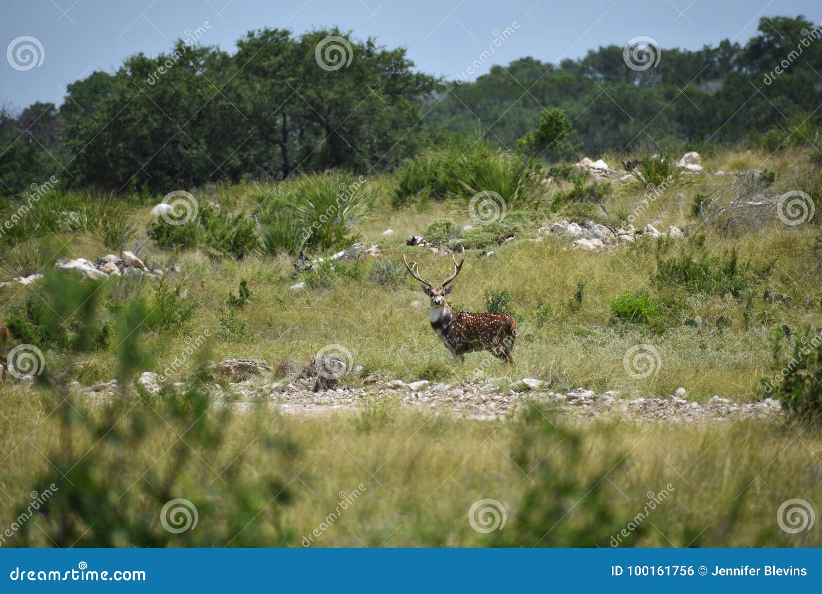 Axis Deer stock photo. Image of wildlife, female, buck - 100161756