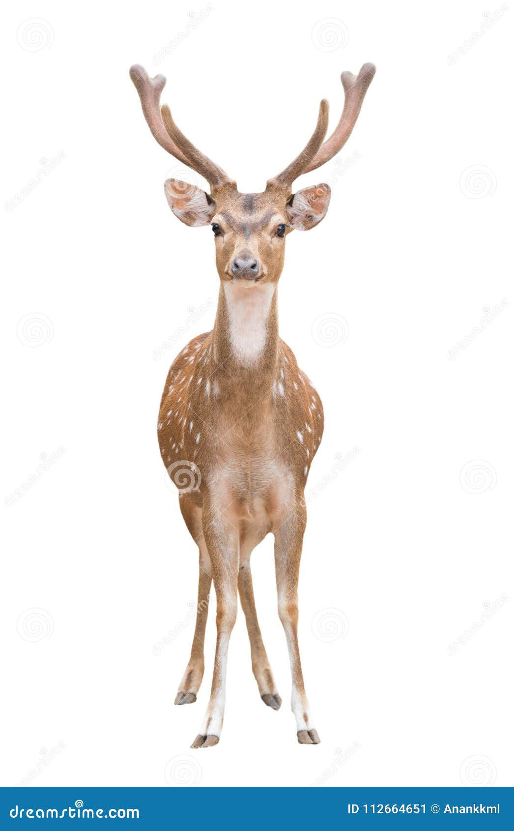 Axis Deer Family With Green Grass Isolated Stock Photography ...