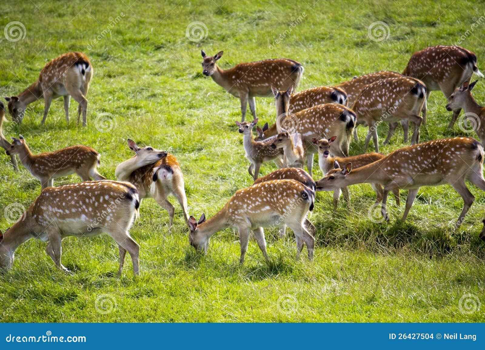 Axis deer grazing stock photo. Image of buck, profile - 26427504