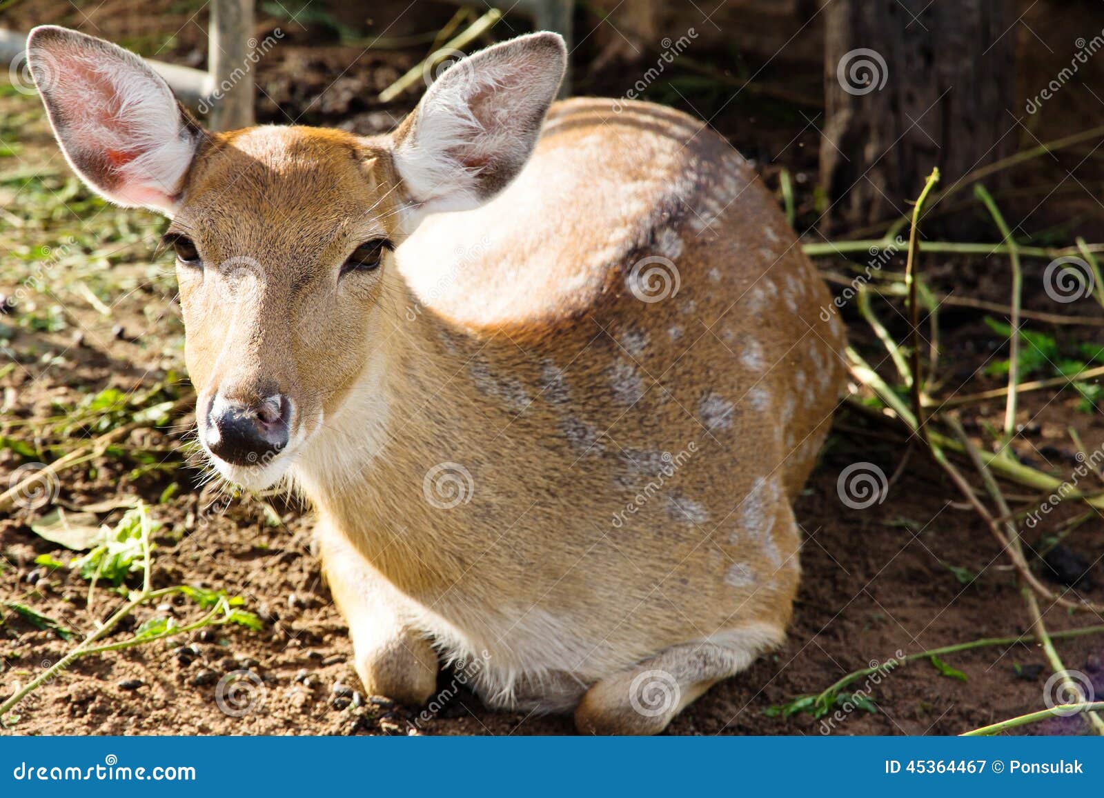 Axis Deer stock image. Image of wildlife, asia, nature - 45364467