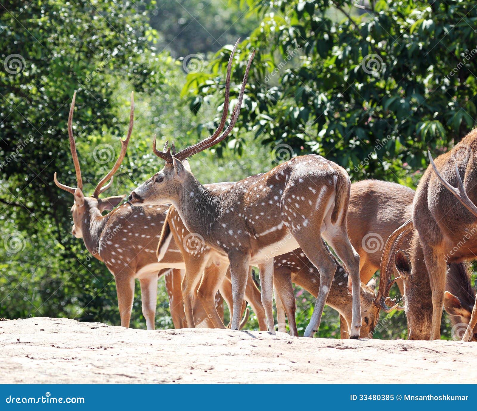 Axis Deer(spotted Deer) & Sambar Deer(Philippine Deer) Stock Image ...
