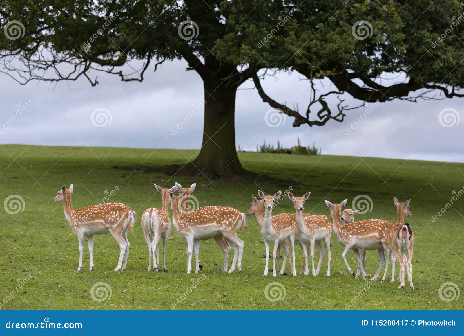 Axis deer under tree stock image. Image of wildlife - 115200417