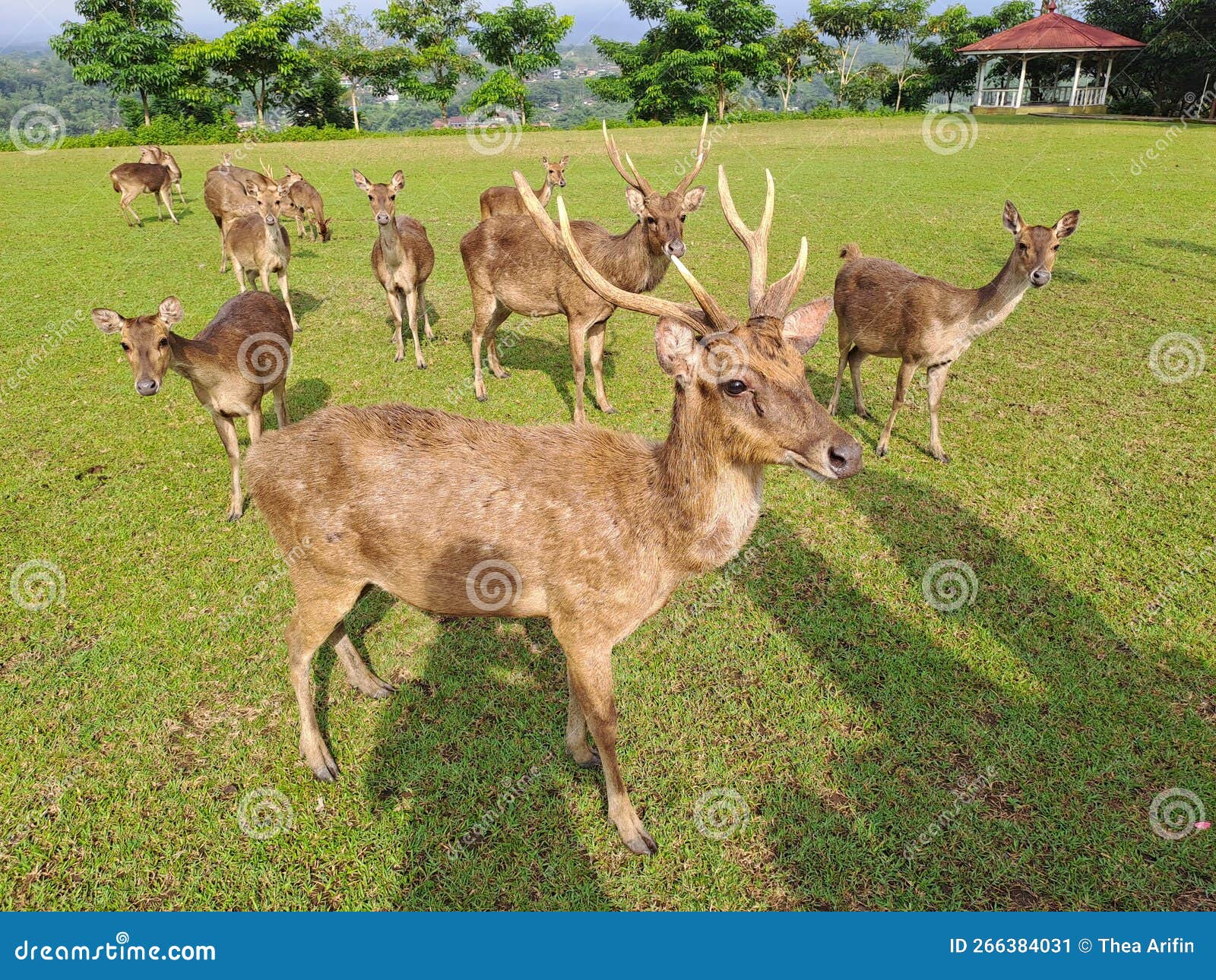 Fur Deer Brown Texture With White Patterns , Animal Skin Background ...