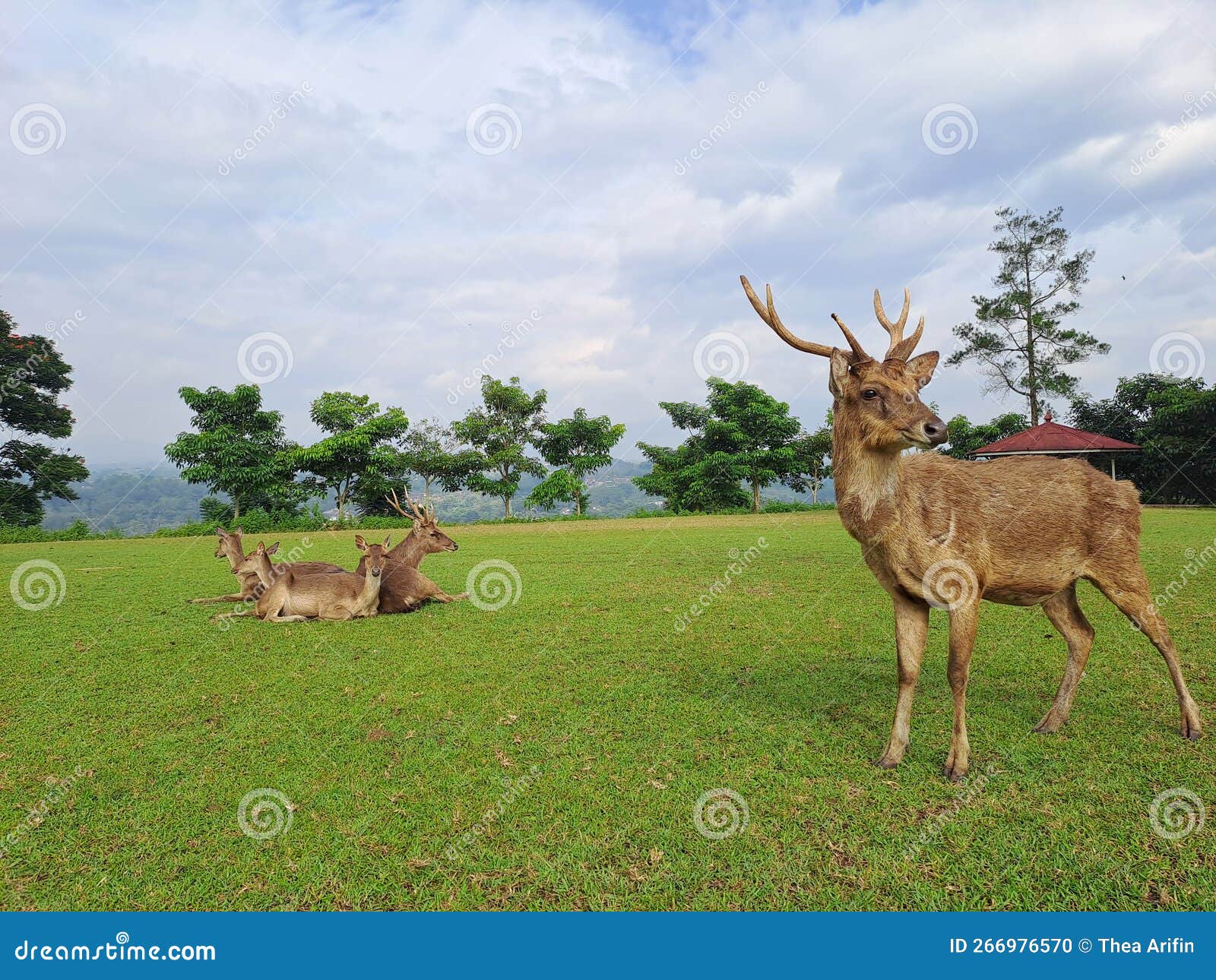 Axis Kuhlii, Bawean Deer, Relax Stock Photo - Image of wildlife ...