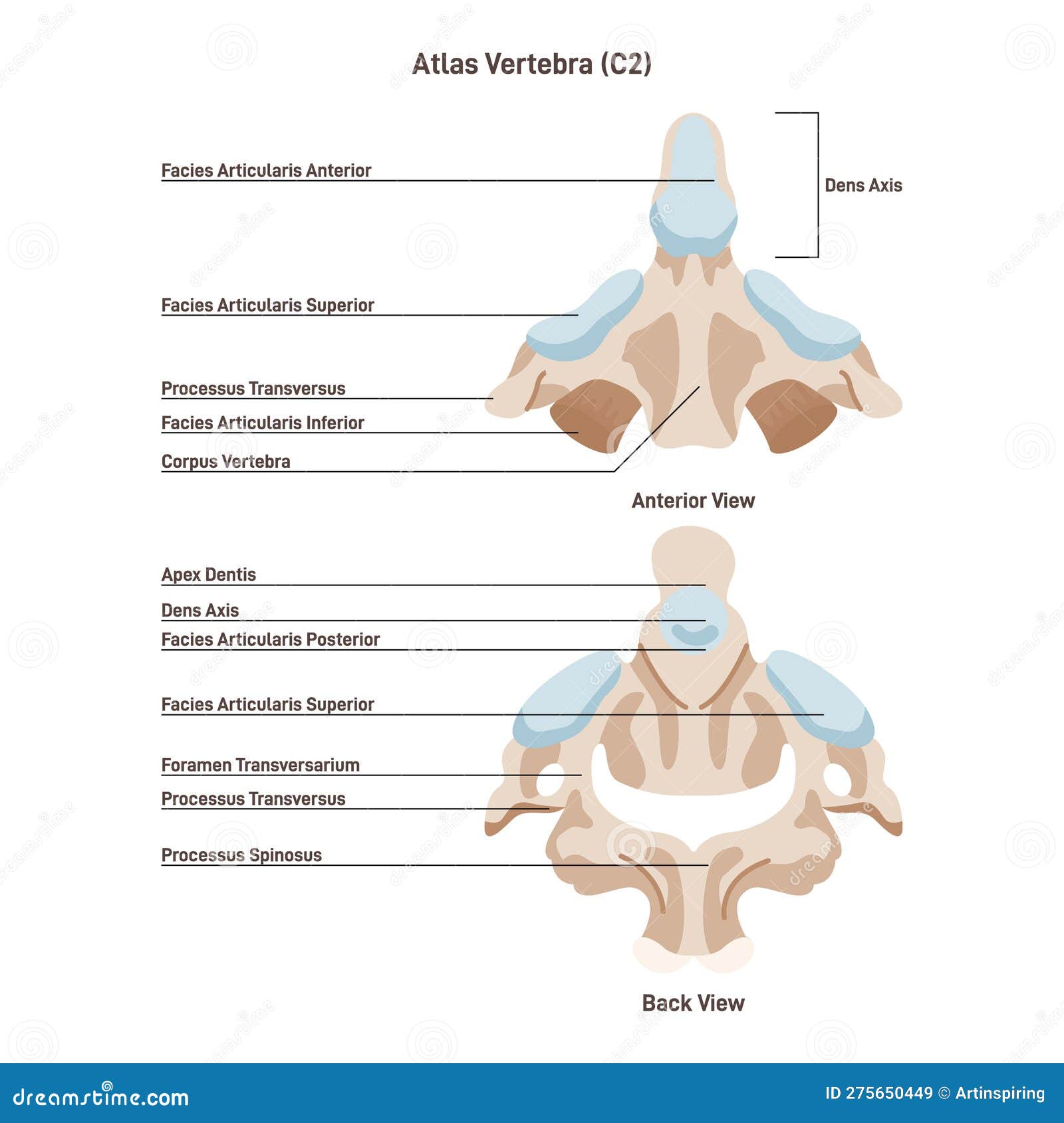 Axis. the Second Cervical Vertebra of a Spine Stock Vector ... Axis. the Second Cervical Vertebra of a Spine Stock Vector ...