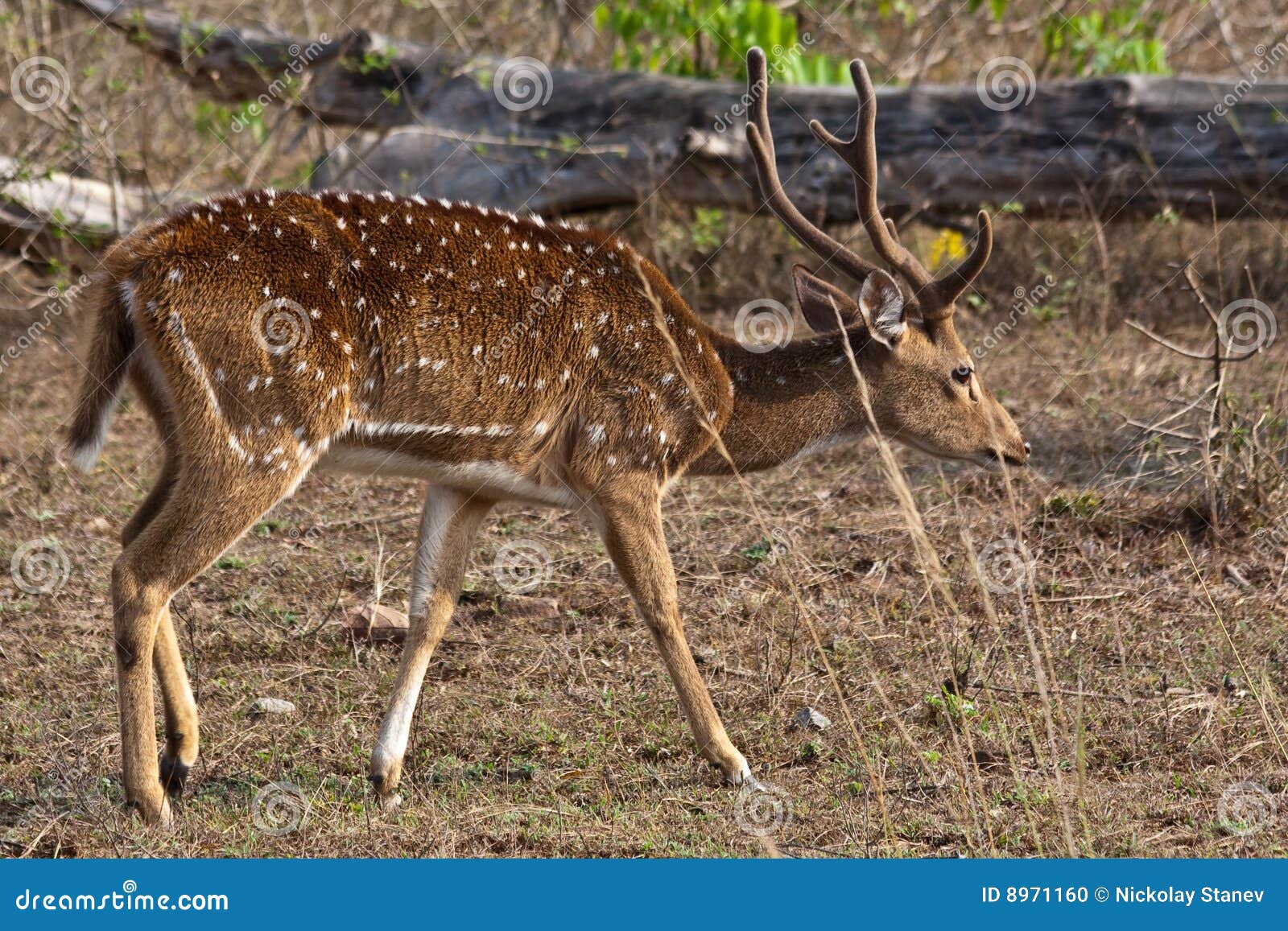 Axis Stag stock photo. Image of animal, karnataka, spot - 8971160