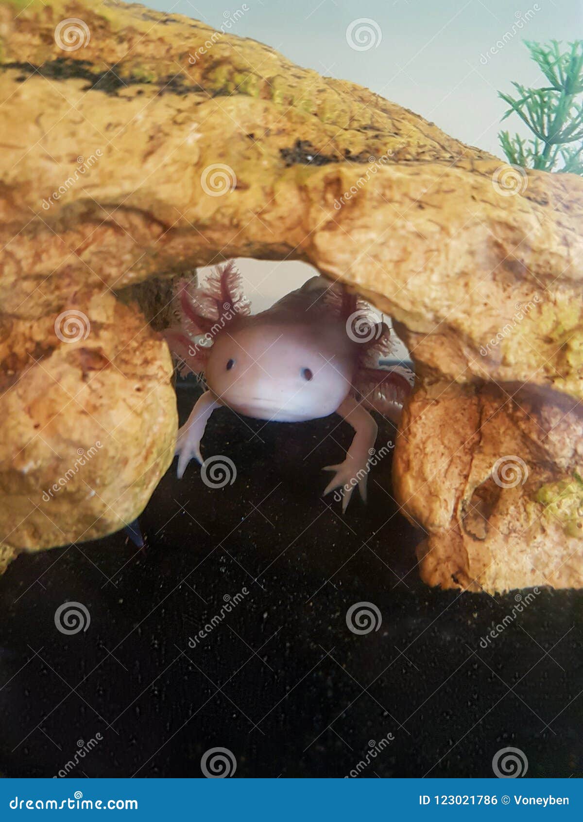 Axolotl foto de stock. Imagem de sorriso, criatura, mexicano - 123021786