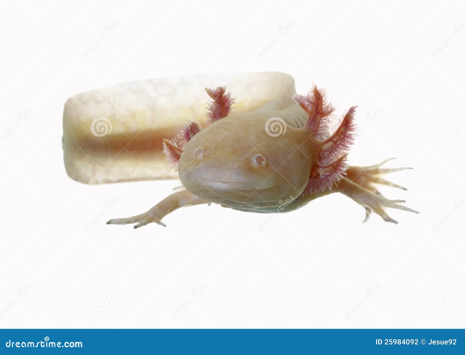 Axolotl stock photo. Image of natural, isolated, cute - 25984092