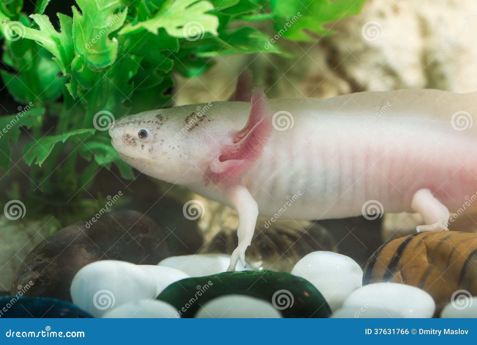 Axolotl stock photo. Image of nature, axolotl, aquatic - 37631766