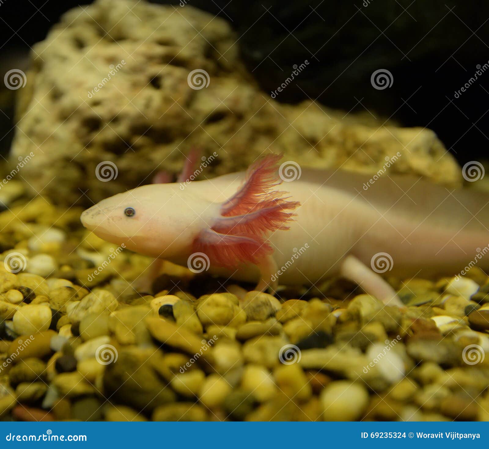 Axolotl foto de archivo. Imagen de ajolote, rosa, primer - 69235324