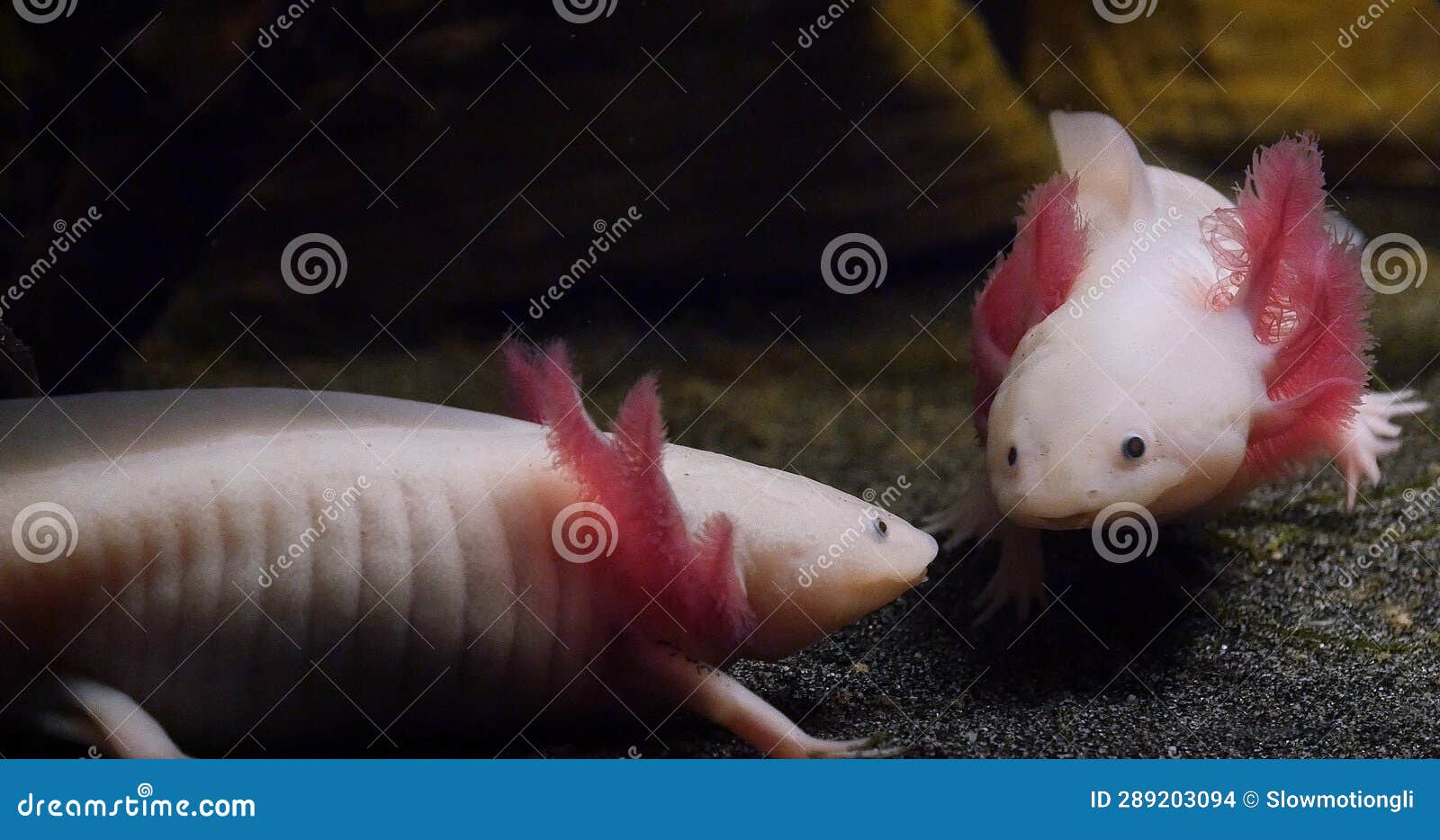 Axolotl, Ambystoma Mexicanum, Pair Stock Photo - Image of adult, action ...