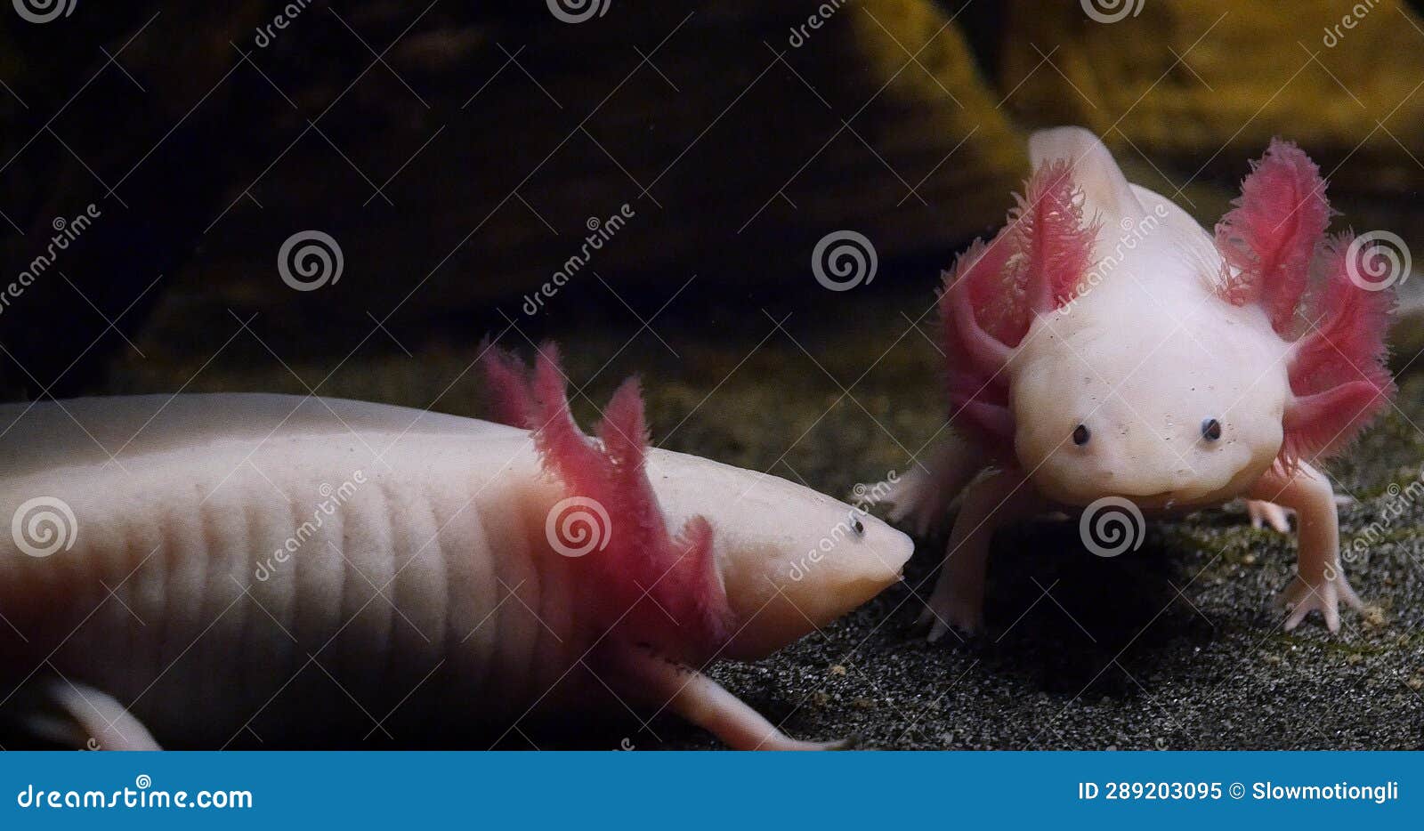 Axolotl, Ambystoma Mexicanum, Pair Stock Image - Image of mexico, specy ...