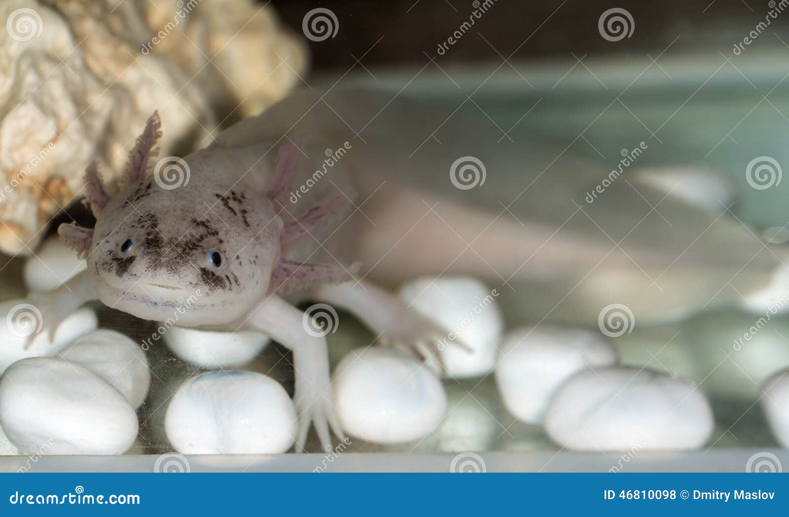 Axolotl stock photo. Image of larva, gills, axolotl, life - 46810098