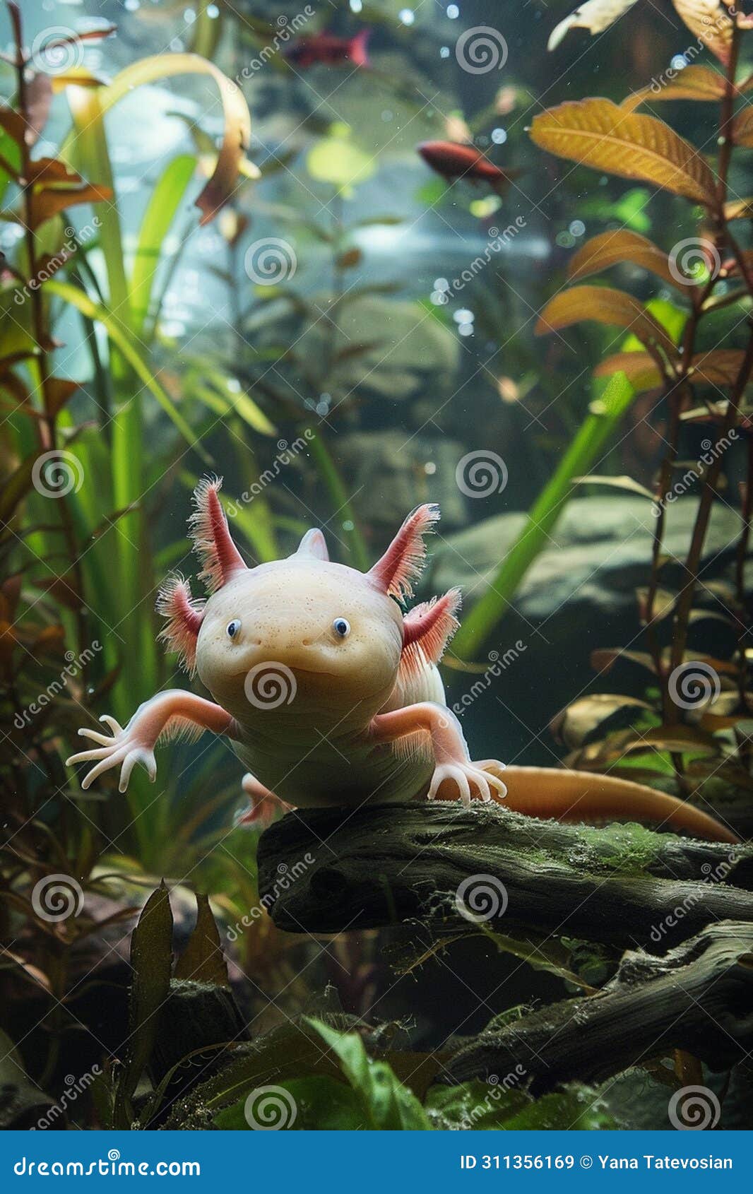 Axolotl in Aquarium Water. Selective Focus Stock Image - Image of fish ...