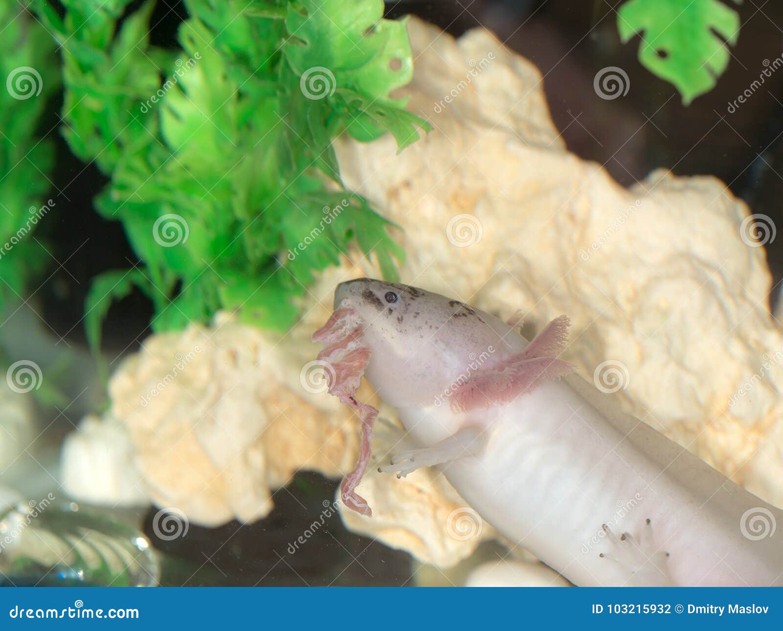 Axolotl Eats Meat In An Aquarium Royalty-Free Stock Photography ...