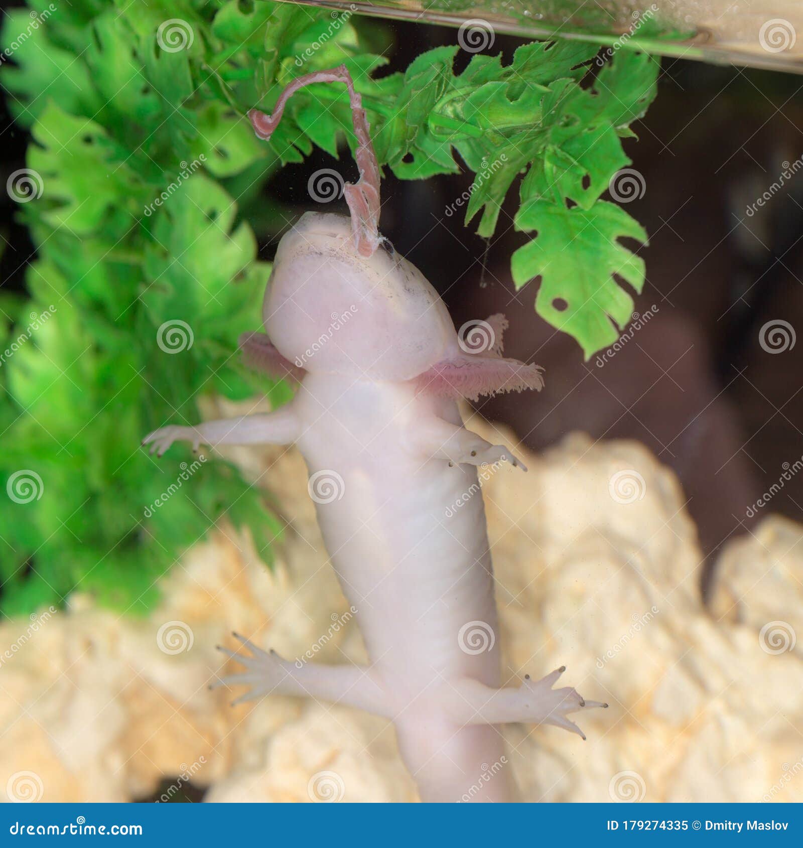 Axolotl Eats Meat in an Aquarium Stock Image - Image of nature ...
