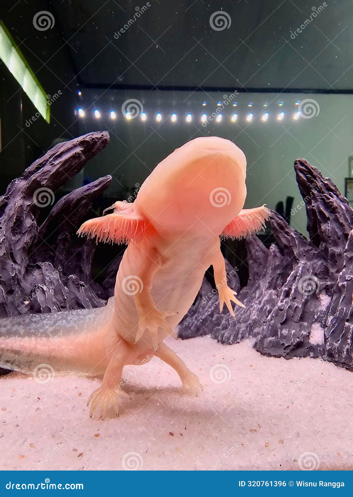 The Axolotl Facing Upwards is Like a Dragon about To Fly Stock Photo ...