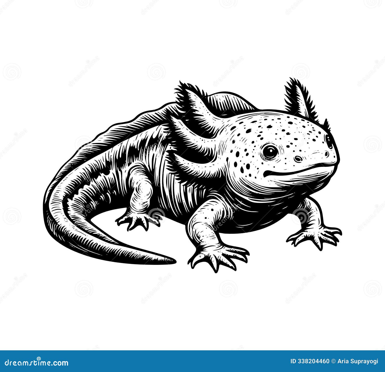 Axolotl Hand Drawn Vector Illustration Stock Illustration ...
