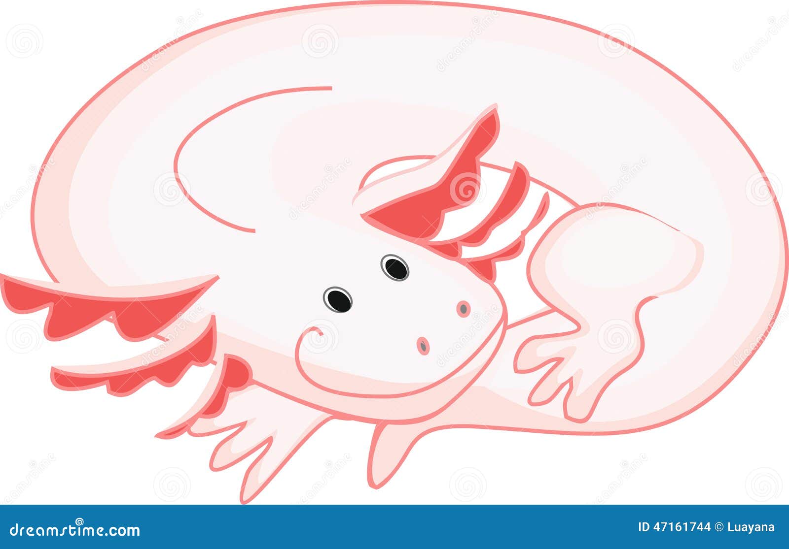 Axolotl (Mexican Salamander) Stock Vector - Illustration of amphibians ...