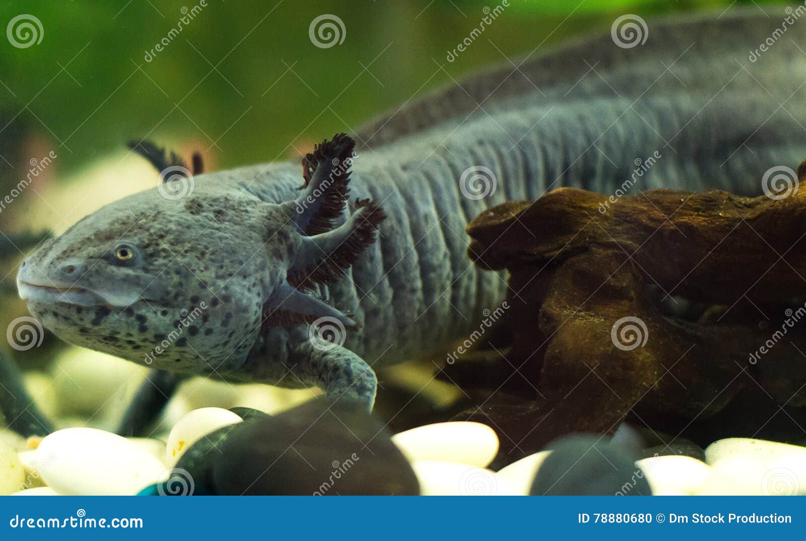 Axolotl. stock photo. Image of vertebrate, axolotl, tank - 78880680