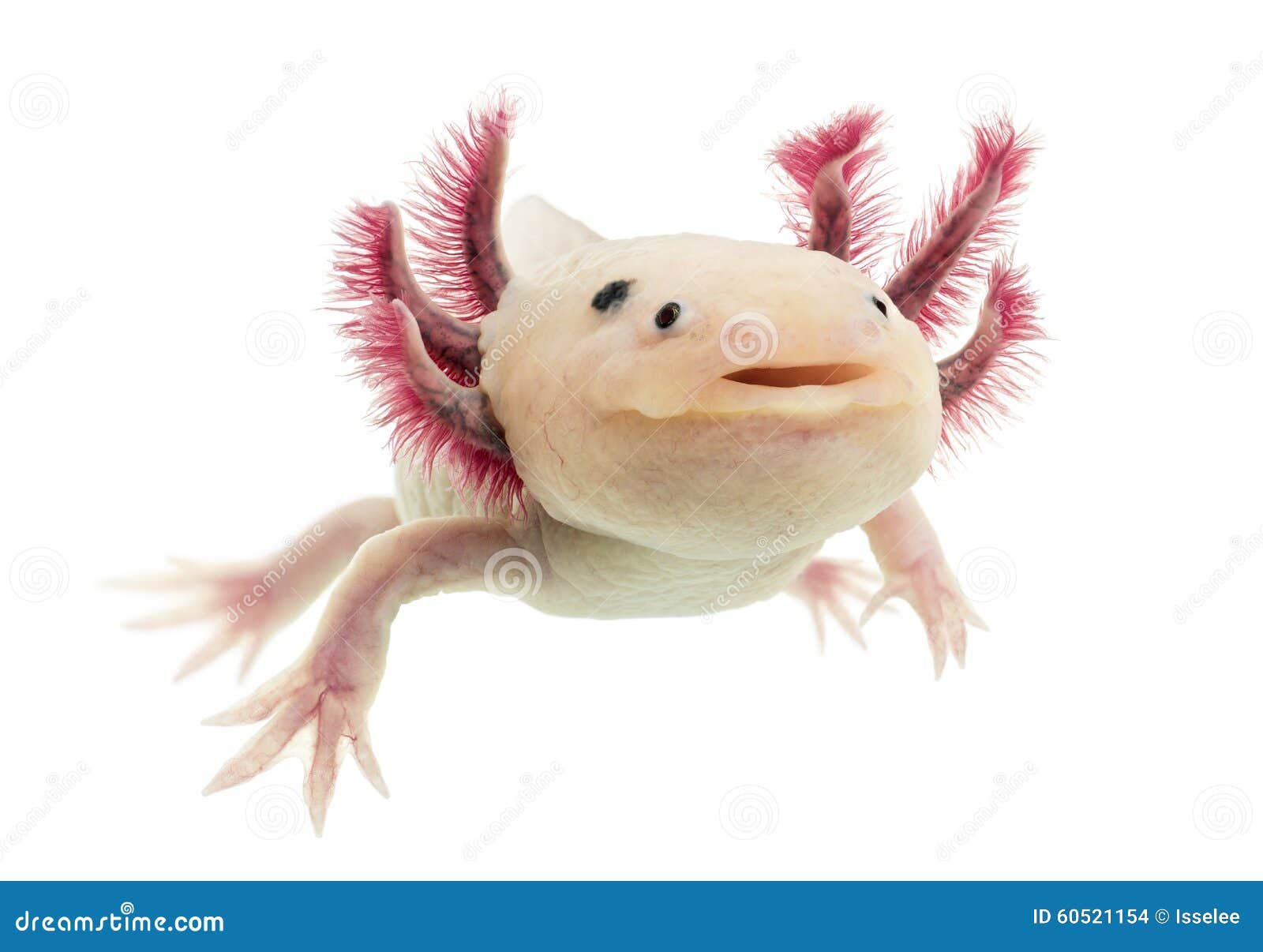 Axolotl (mexicanum Di Ambystoma) Fotografia Stock - Immagine di pesci ...