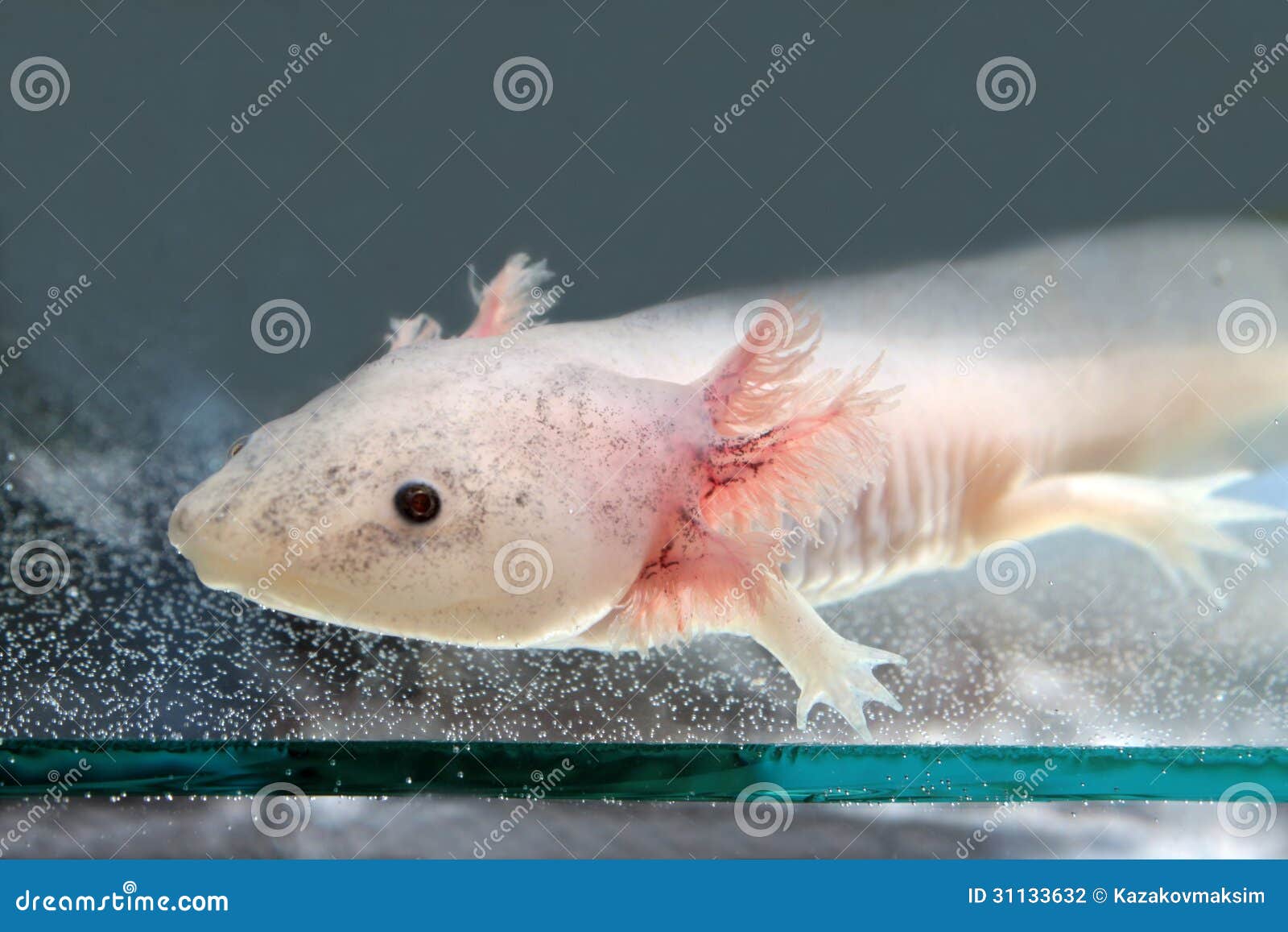 Axolotl (mexicanum Do Ambystoma) Foto de Stock - Imagem de mexicano ...