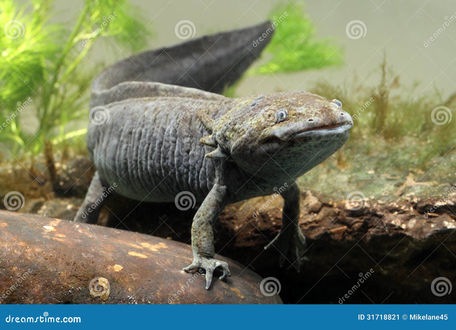 Axolotl, Mexicanum Do Ambystoma Imagem de Stock - Imagem de méxico ...